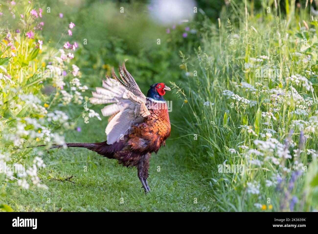 Pheasant display flowers hi-res stock photography and images - Alamy