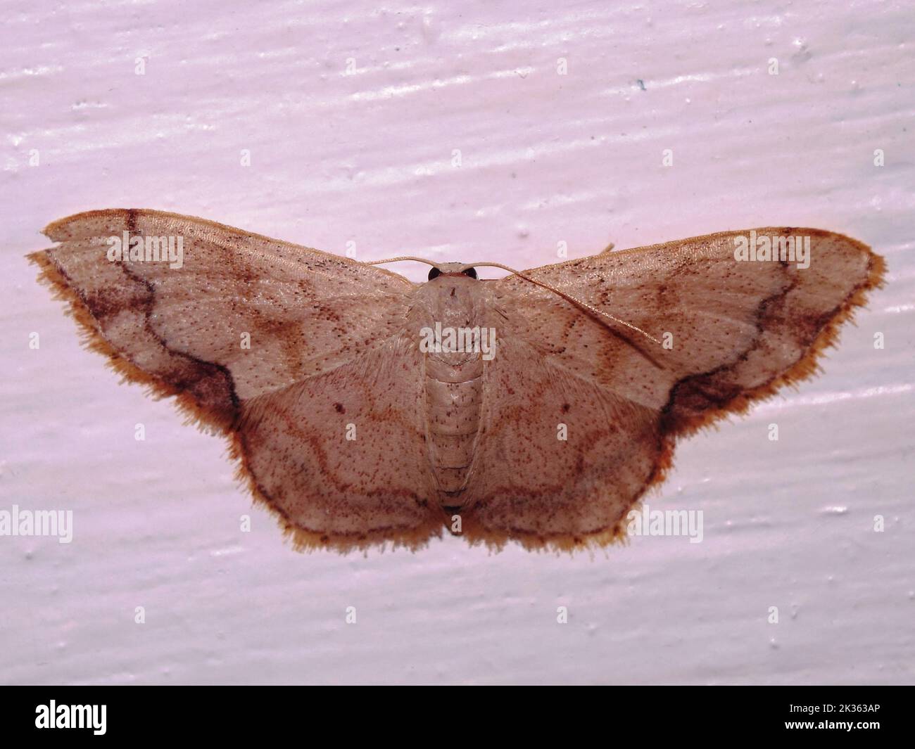 a wavey lined in brown Geometer moth (family Geometridae) isolated on a ...