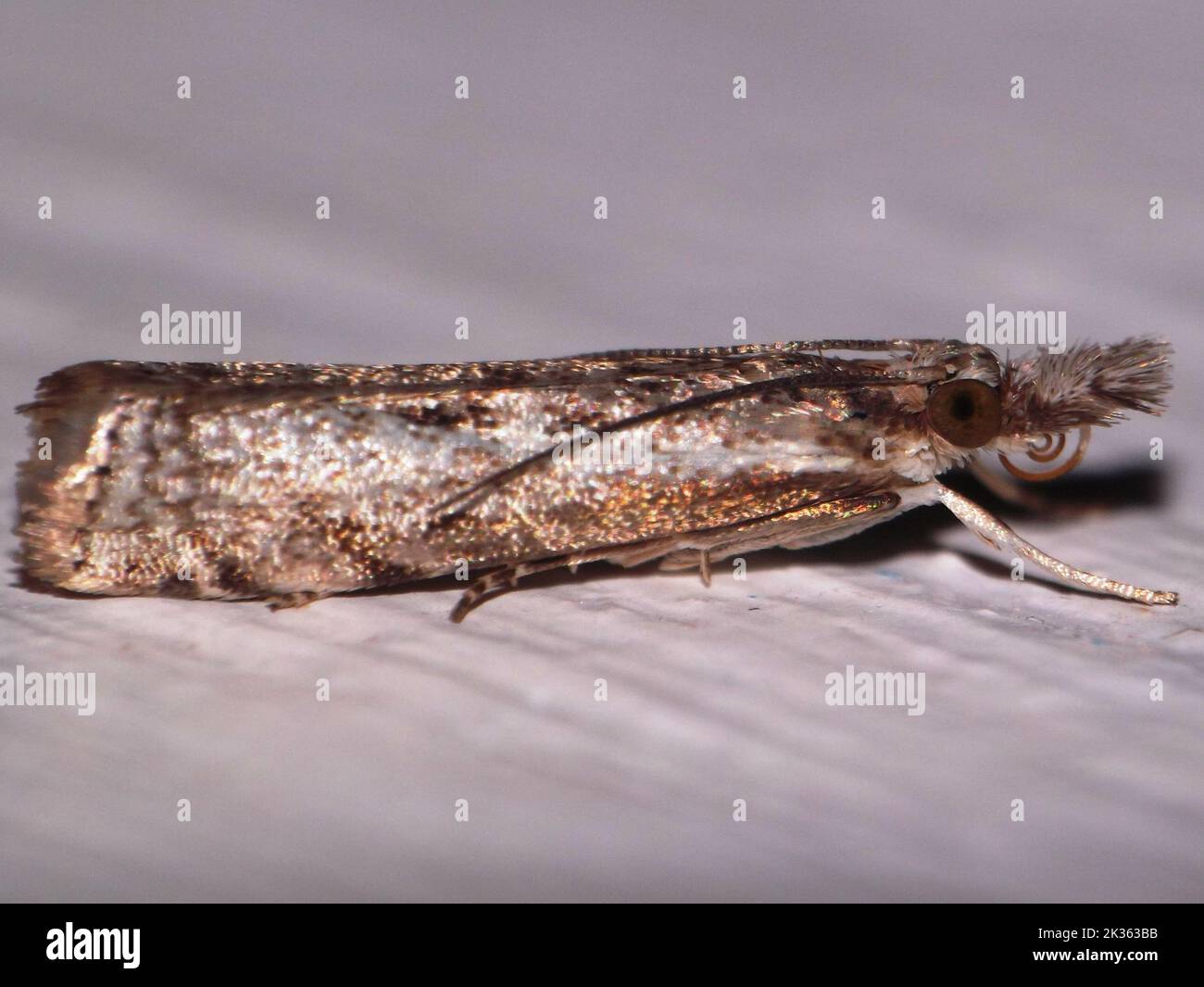Crambid snout moth Crambidae; Crambinae - Parapediasia isolated on a ...