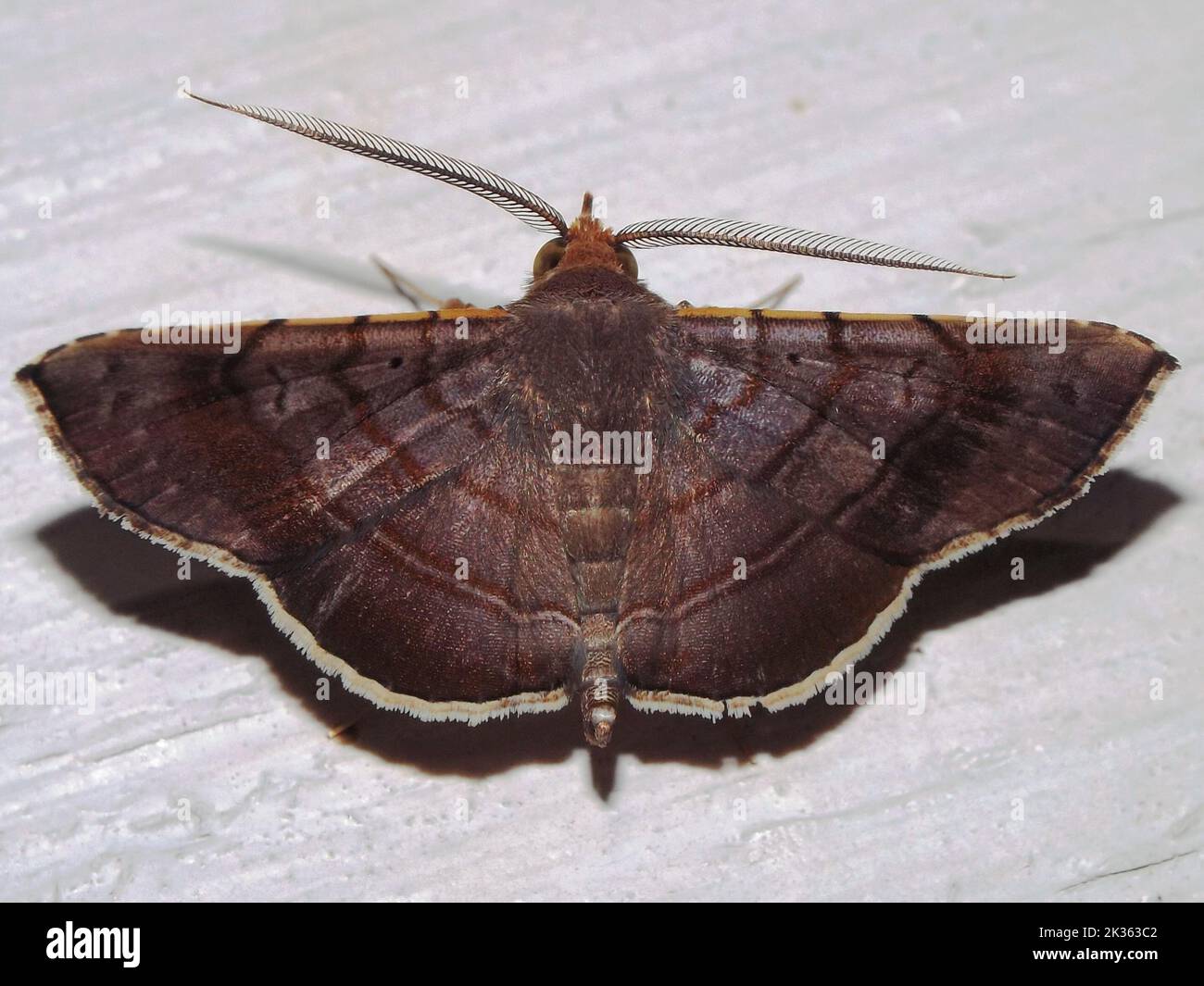 Crambidae moth (grass moth) - Crambinae unknown species isolated on a ...