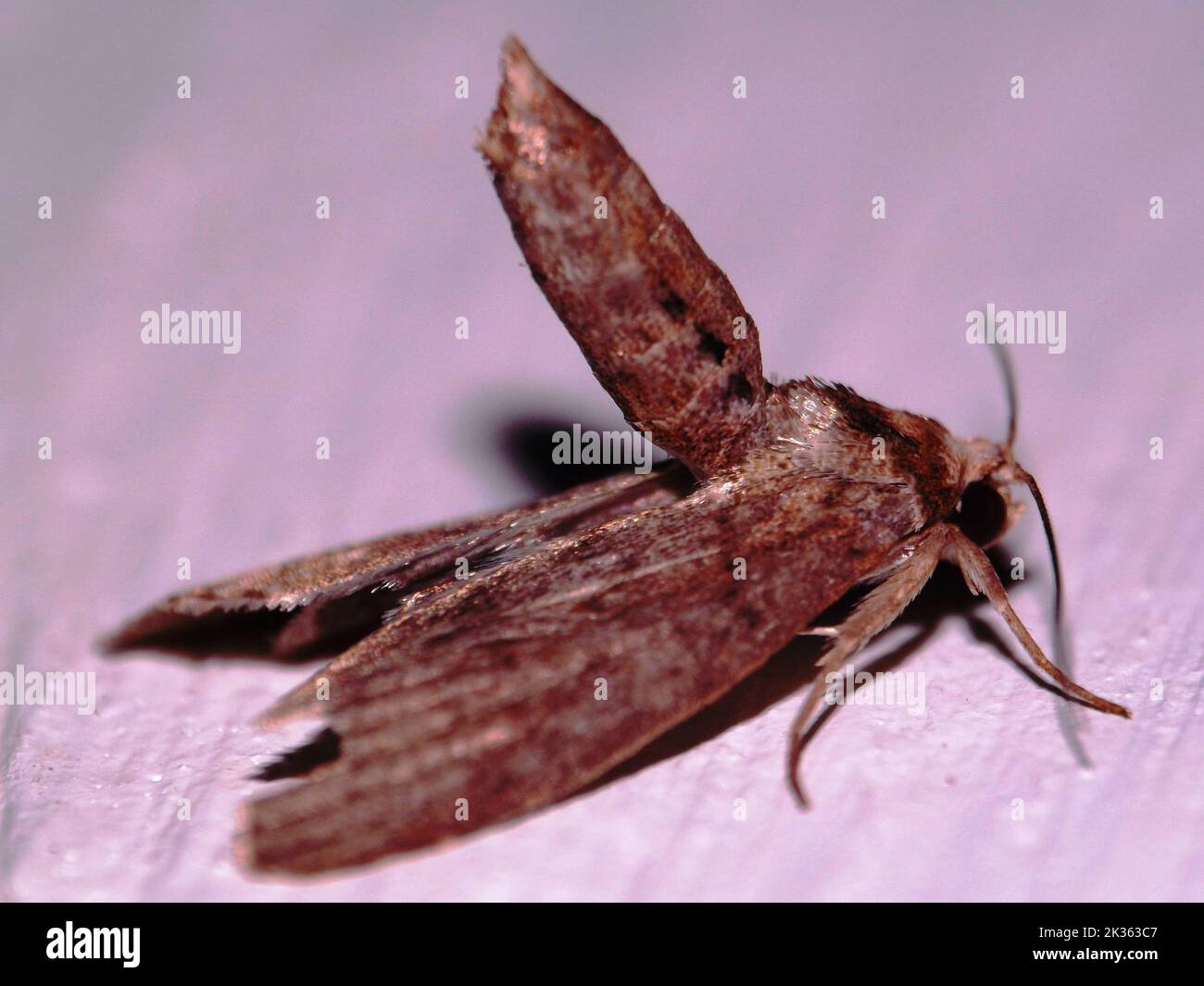 Cup Moth Family Limocodidae species isolated on a white background from ...