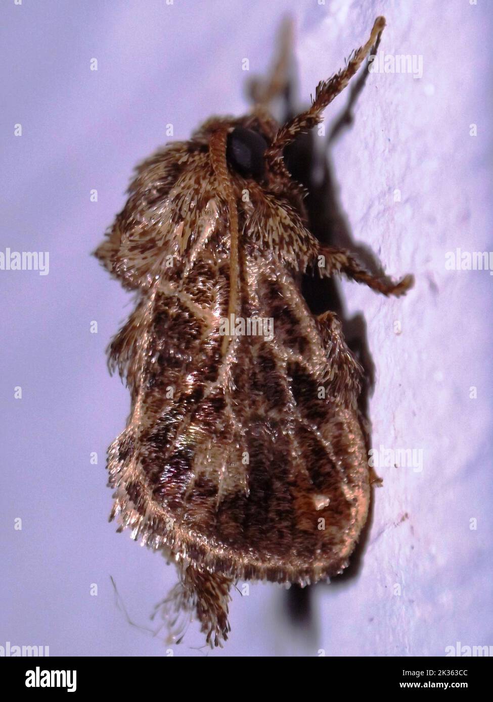 Cup Moth Family Limocodidae species isolated on a white background from ...