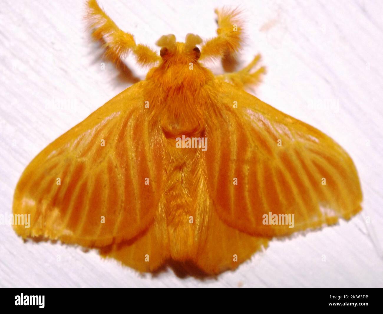 Dalcerid Moth (Tangerine Furry-Legs moth) (Family Dalceridae) Acraga ...