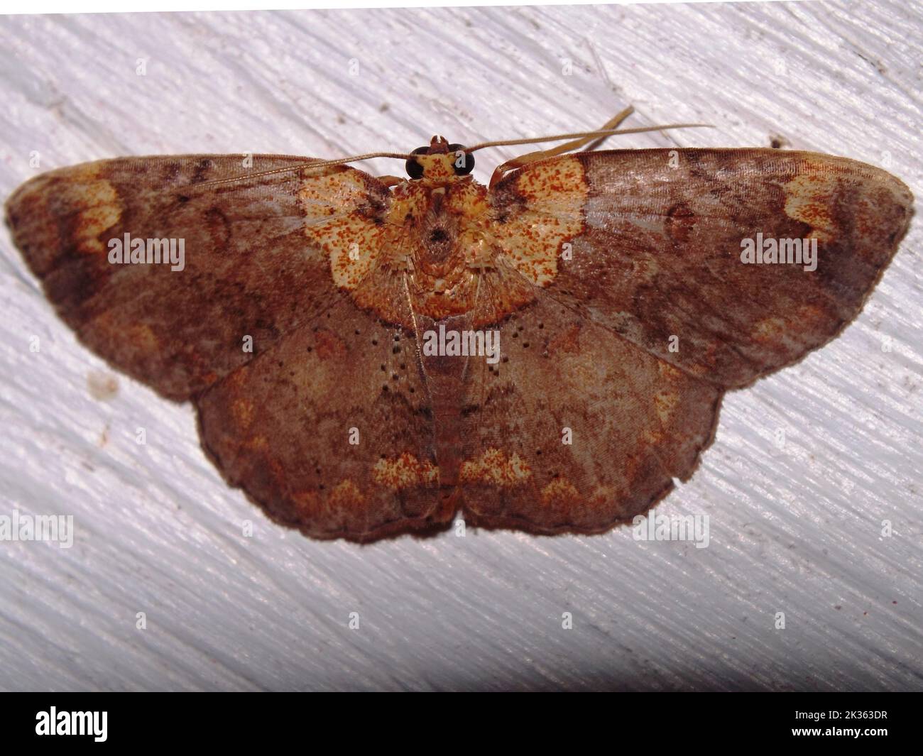 Erebidae (owlet moth) Eulepidotinae - Antiblemma species isolated on a ...
