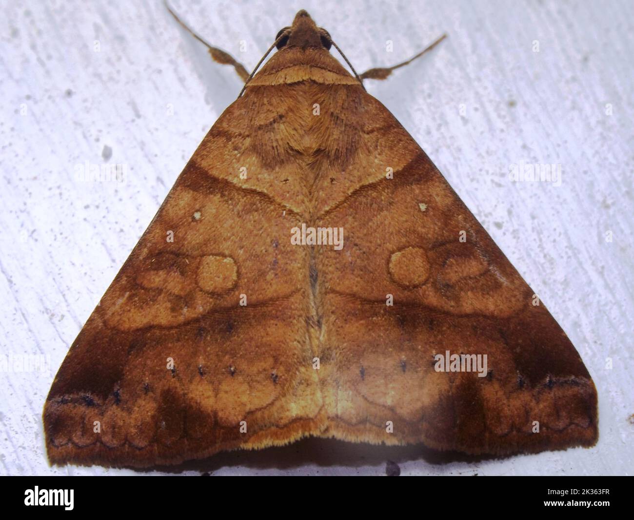 Erebidae moth (sub family Erebinae) Mocis species isolated on a white ...