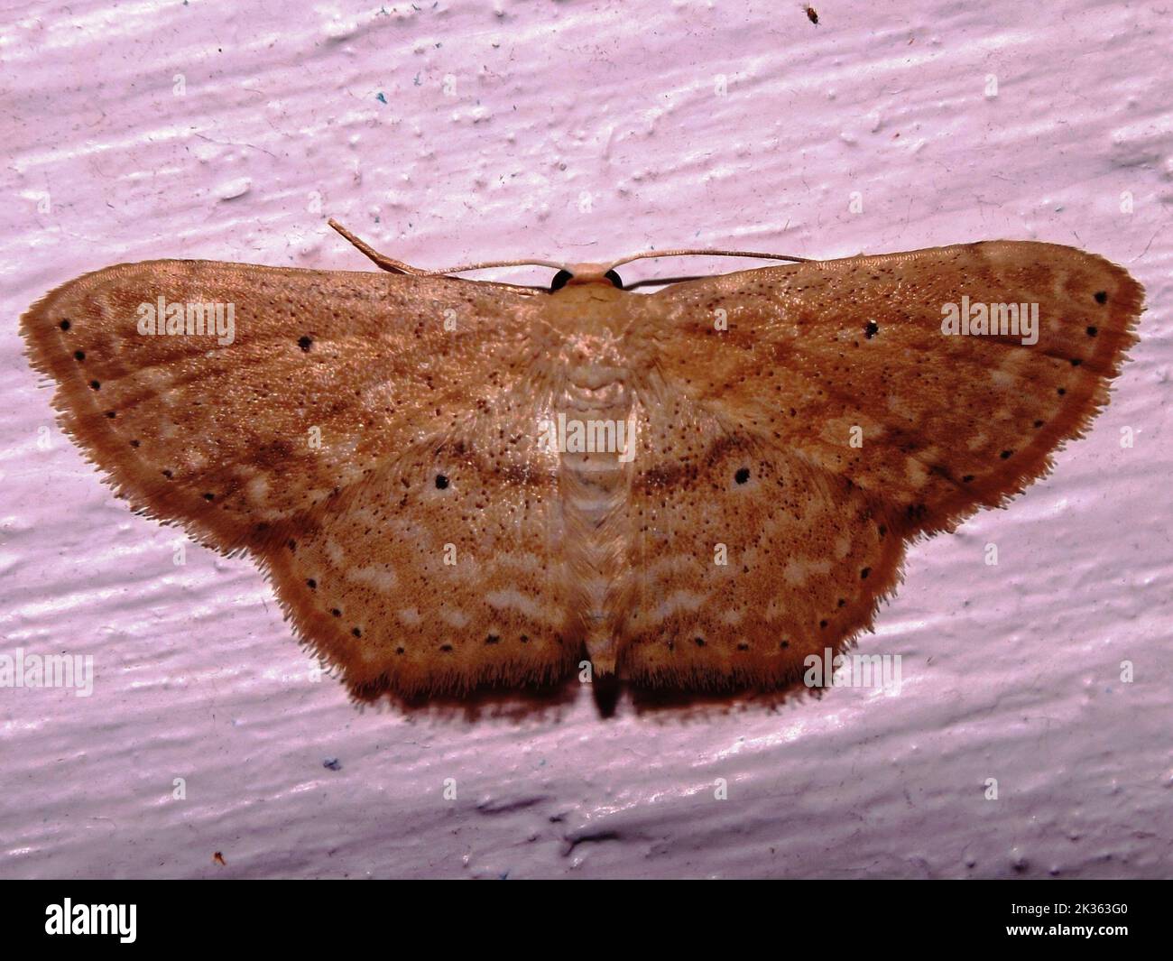 Geometer moth (Family Geometridae) possibly Idaea species isolated on a ...
