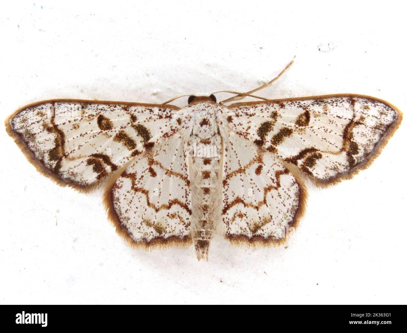 Geometridae (geometer moth) indeterminate species isolated on a white ...