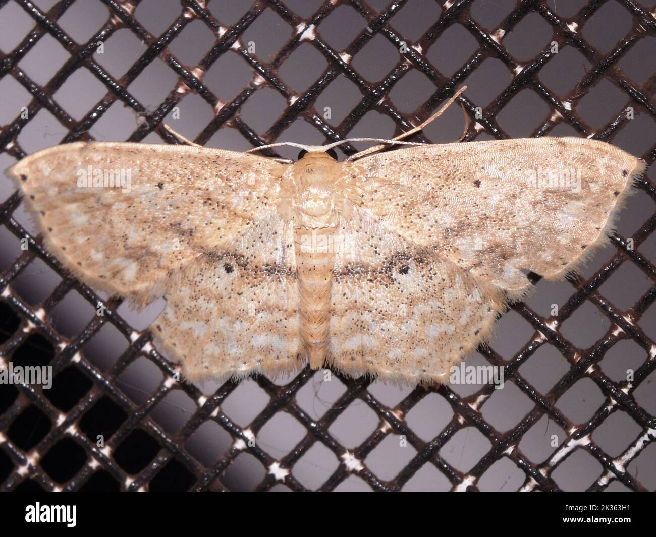 Geometridae (geometer moth) indeterminate species isolated on a white ...