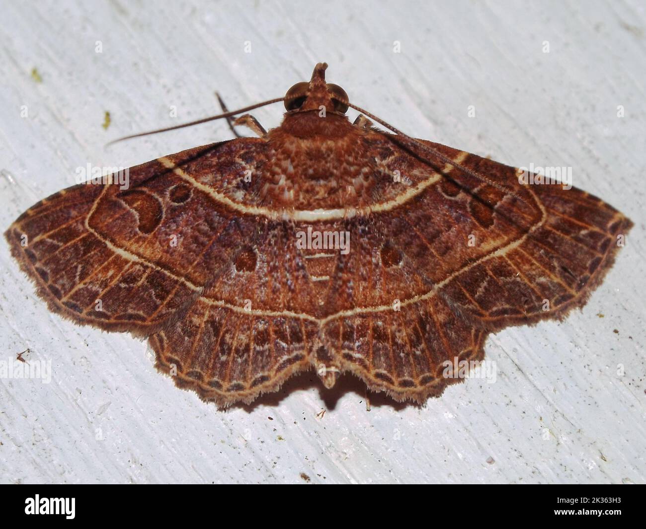 Geometridae (geometer moth) indeterminate species isolated on a white ...