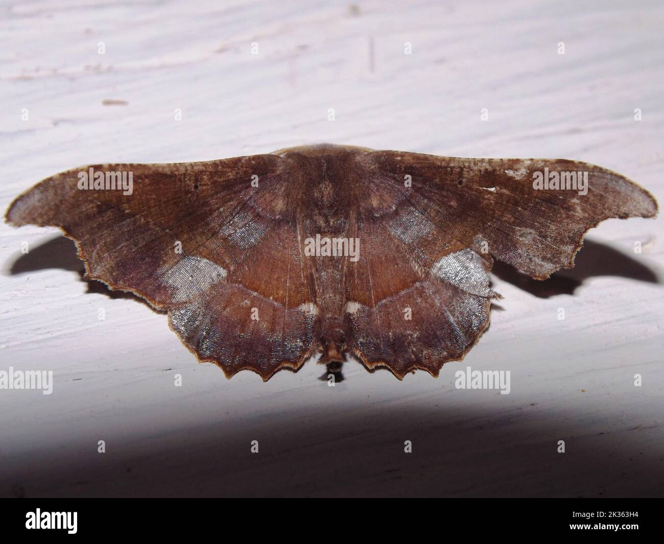 Geometridae (geometer moth) indeterminate species isolated on a white ...