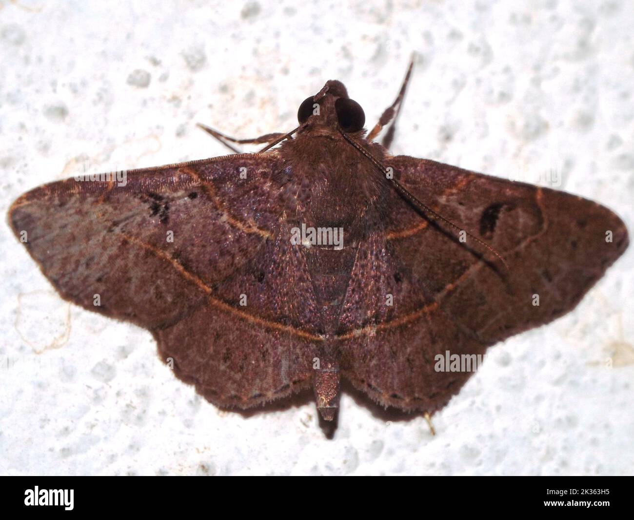 Geometridae (geometer moth) indeterminate species isolated on a white ...