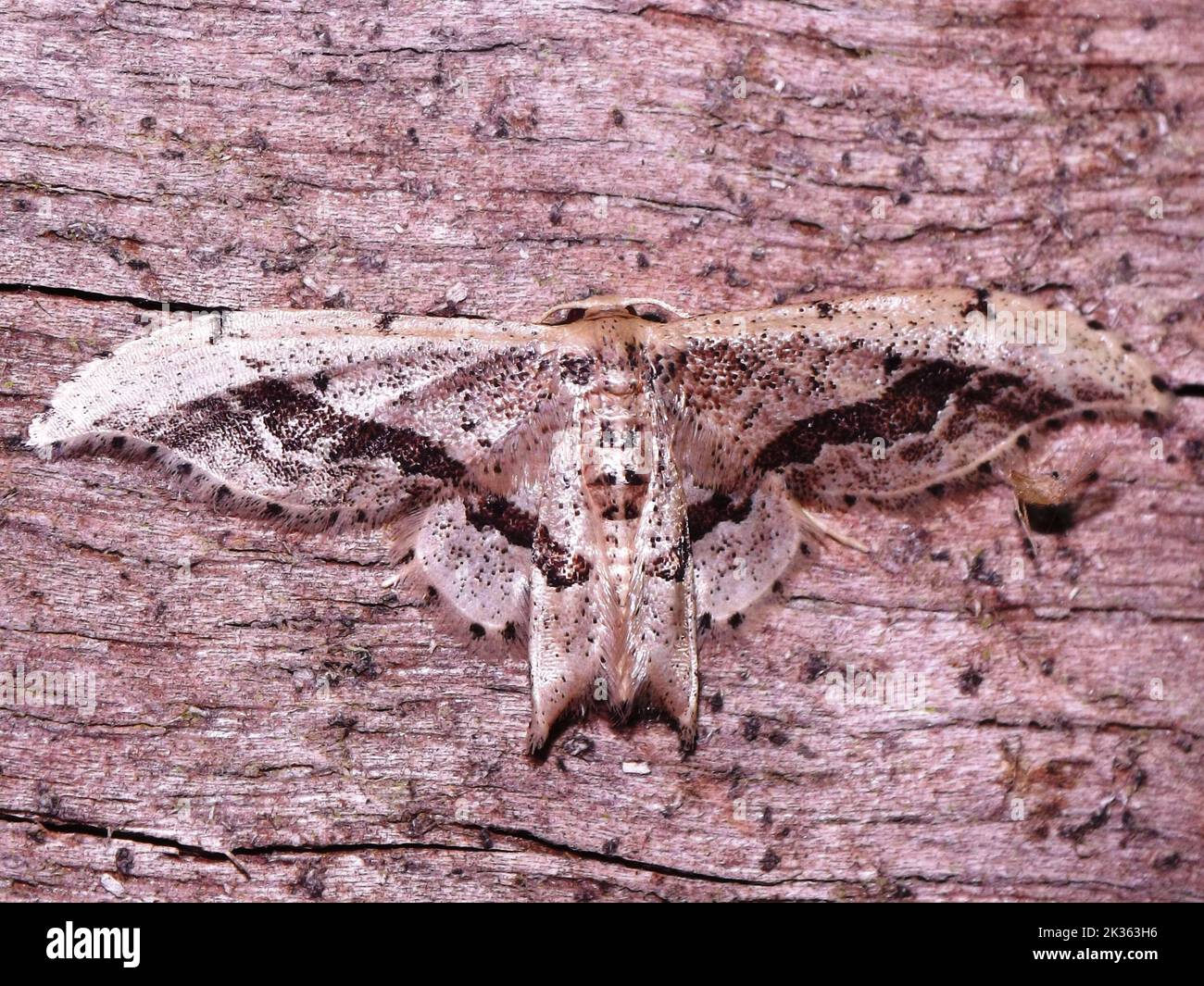 Geometridae (geometer moth) indeterminate species isolated on a white ...
