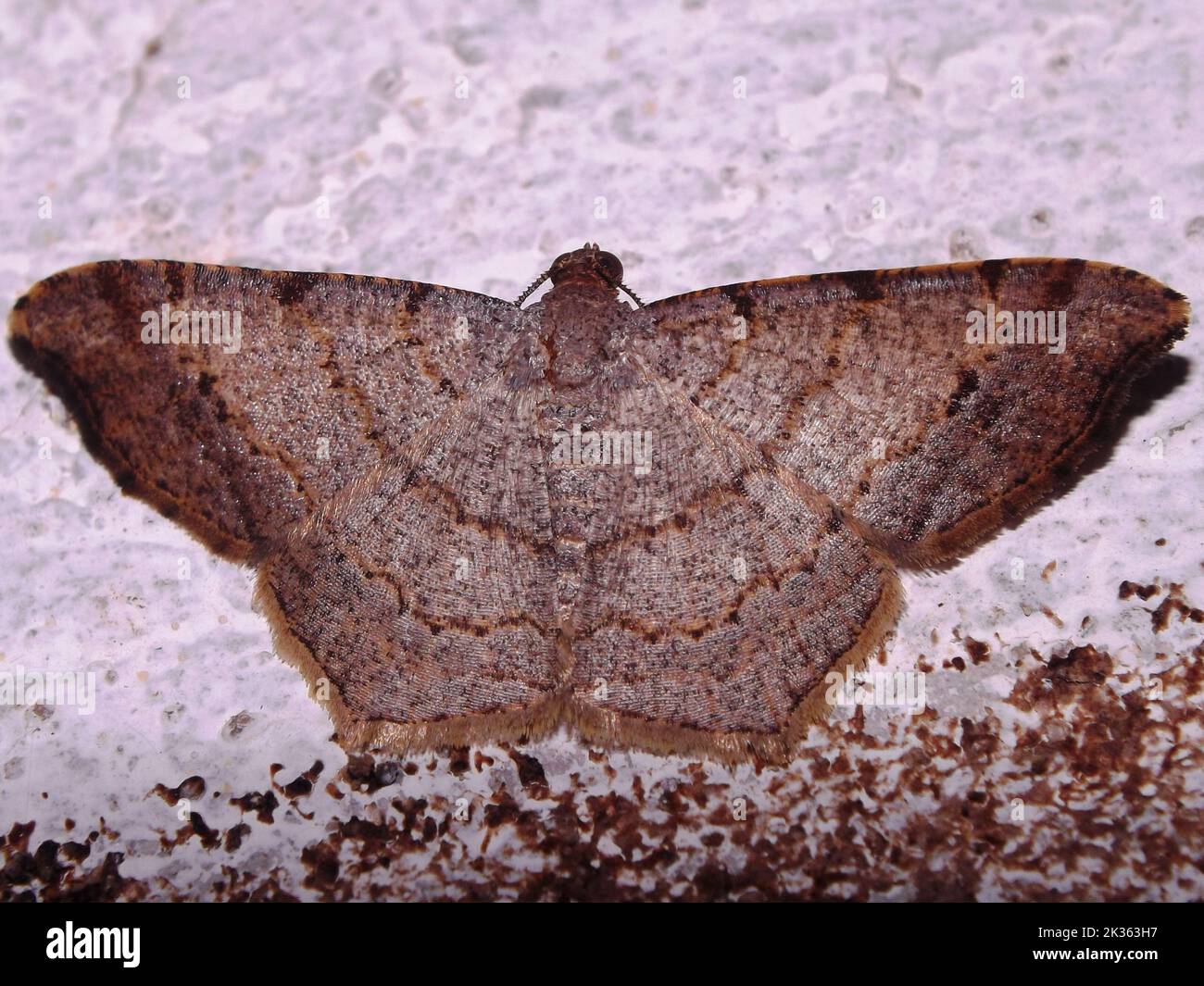 Geometridae (geometer moth) indeterminate species isolated on a white ...