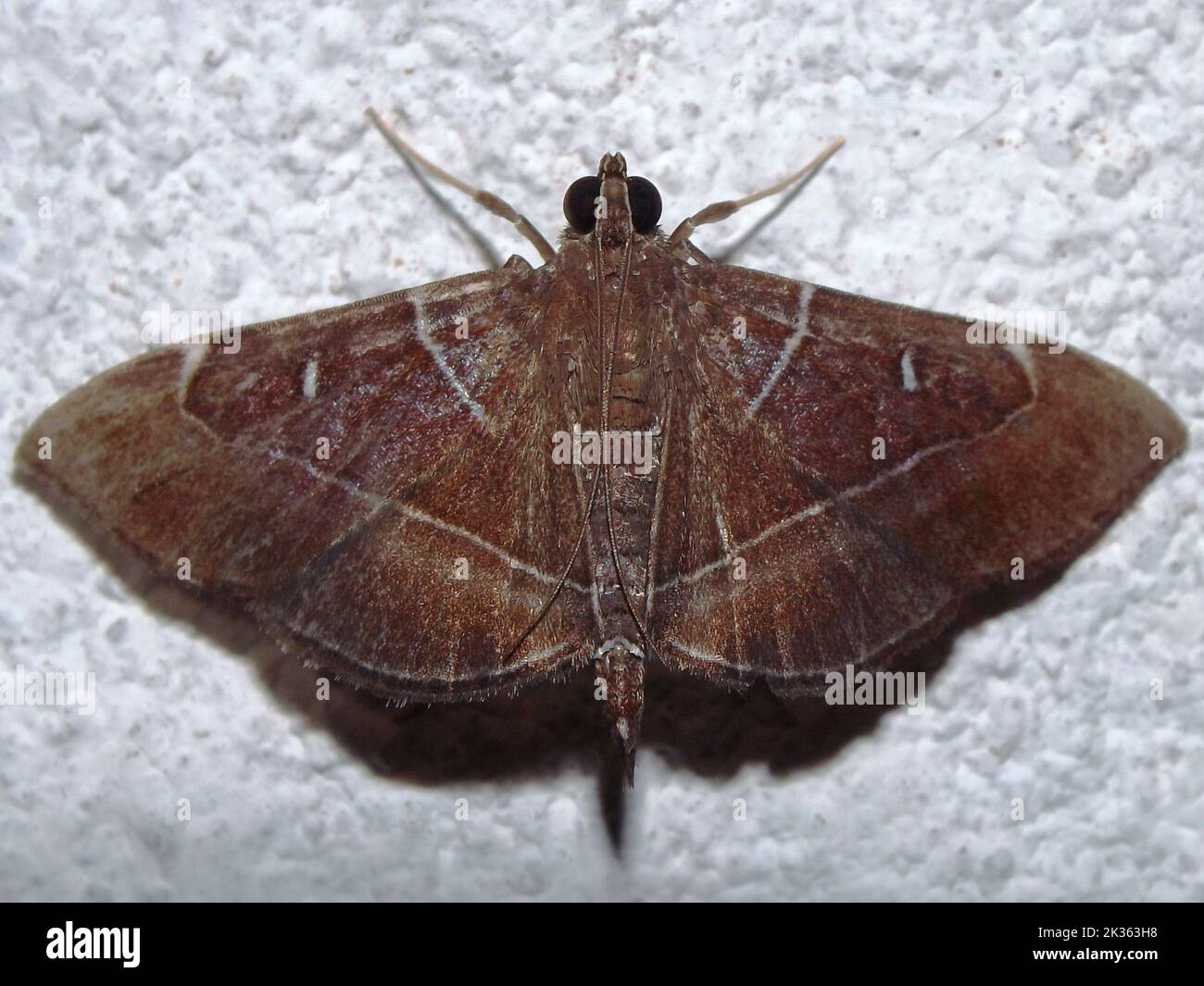 Geometridae (geometer moth) indeterminate species isolated on a white ...