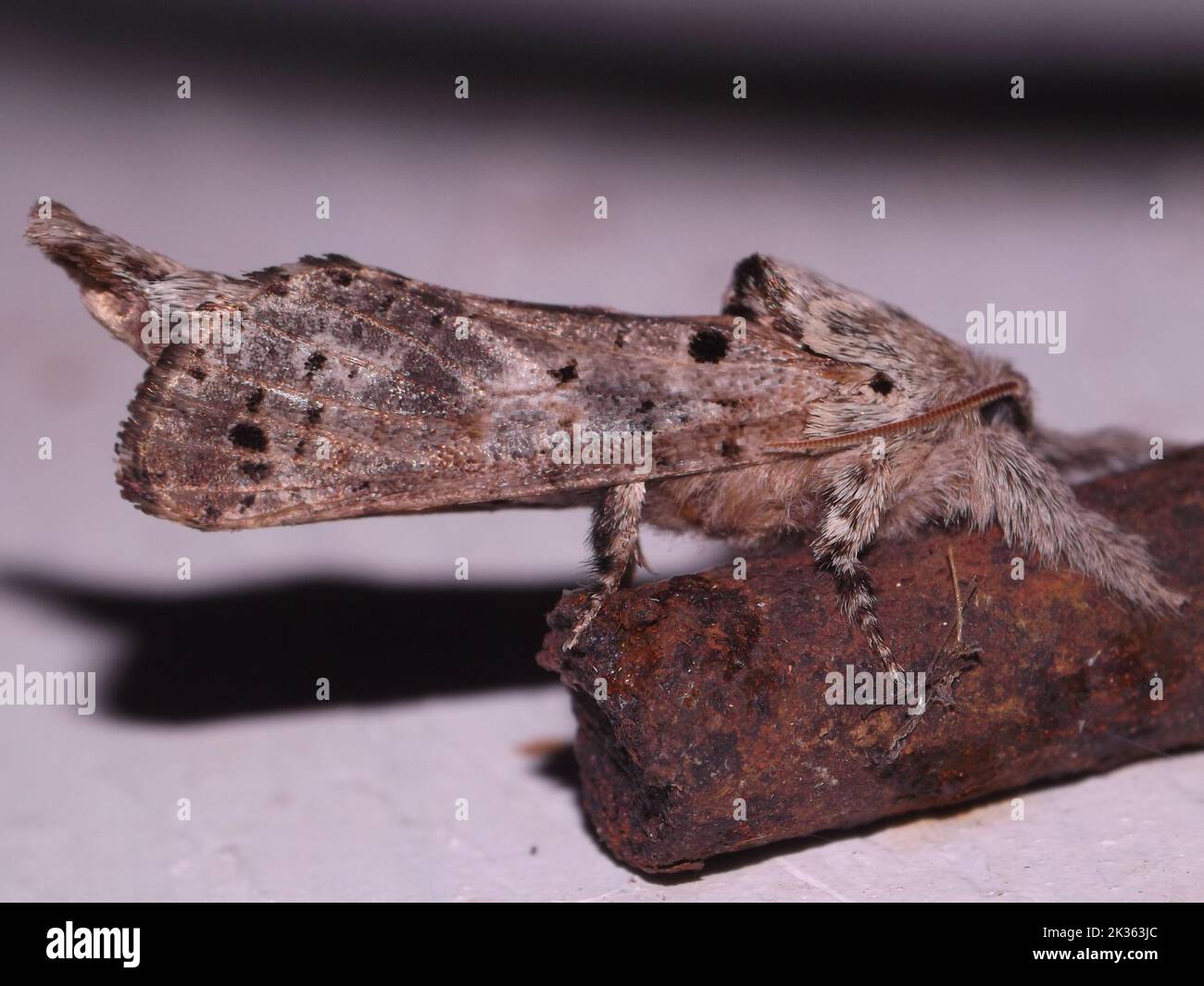 Prominent Moth (family Notodontidae) of indeterminate species isolated ...