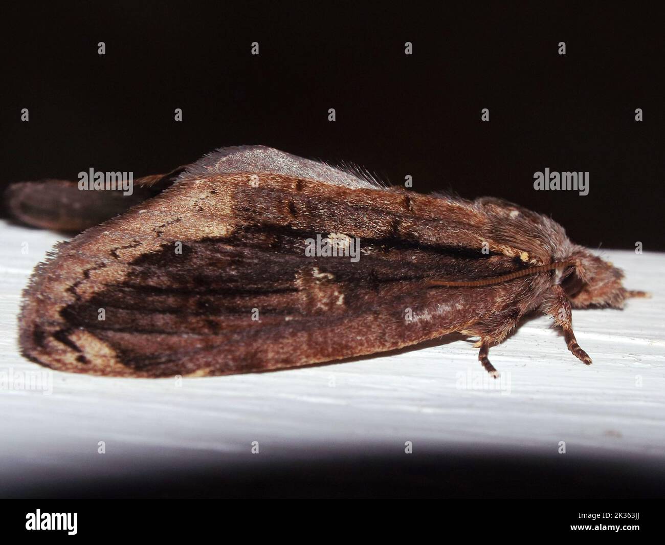 Prominent Moth (family Notodontidae) of indeterminate species isolated ...