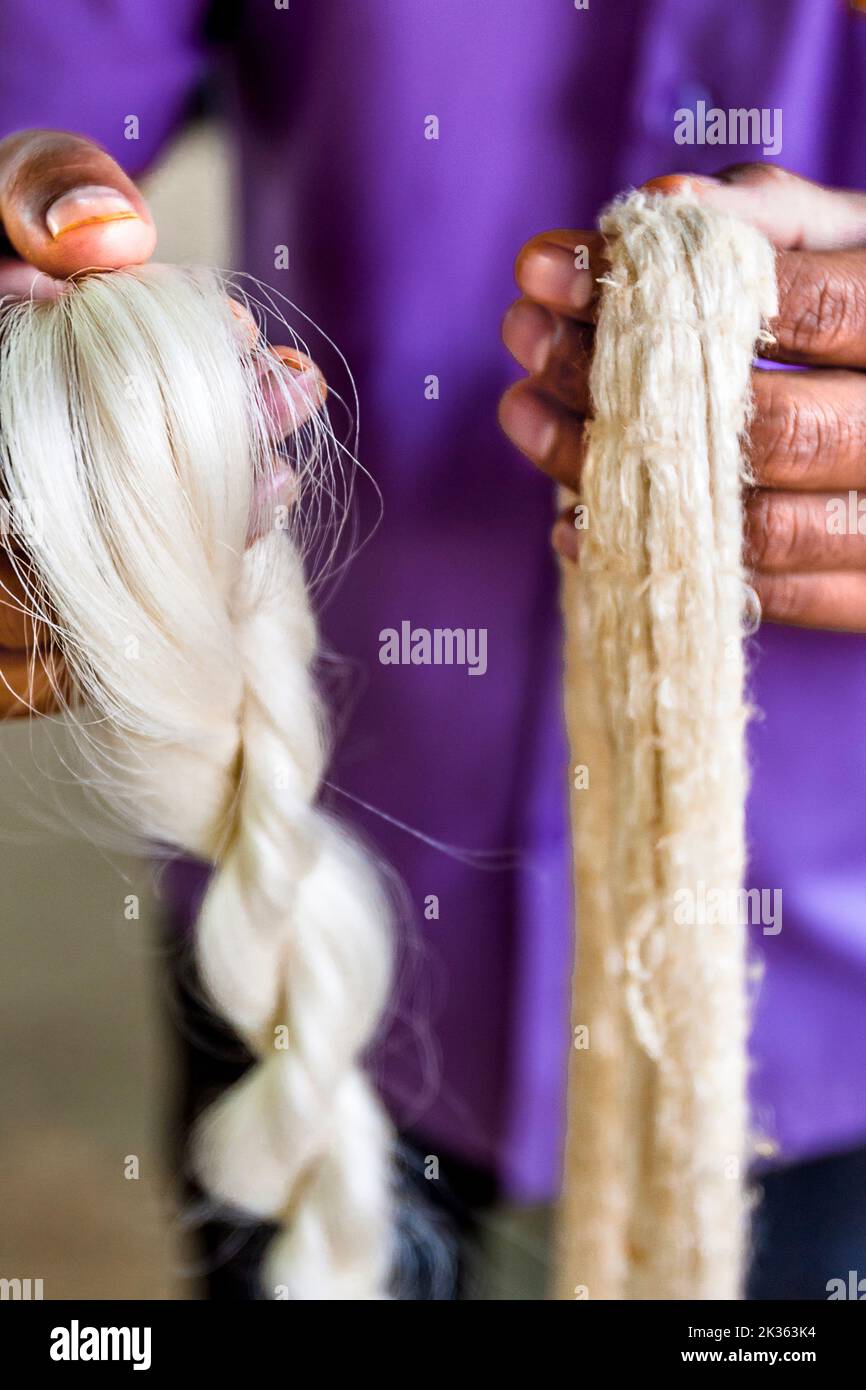 Man holds two Beautiful silk weave products to make slik clothing Stock ...