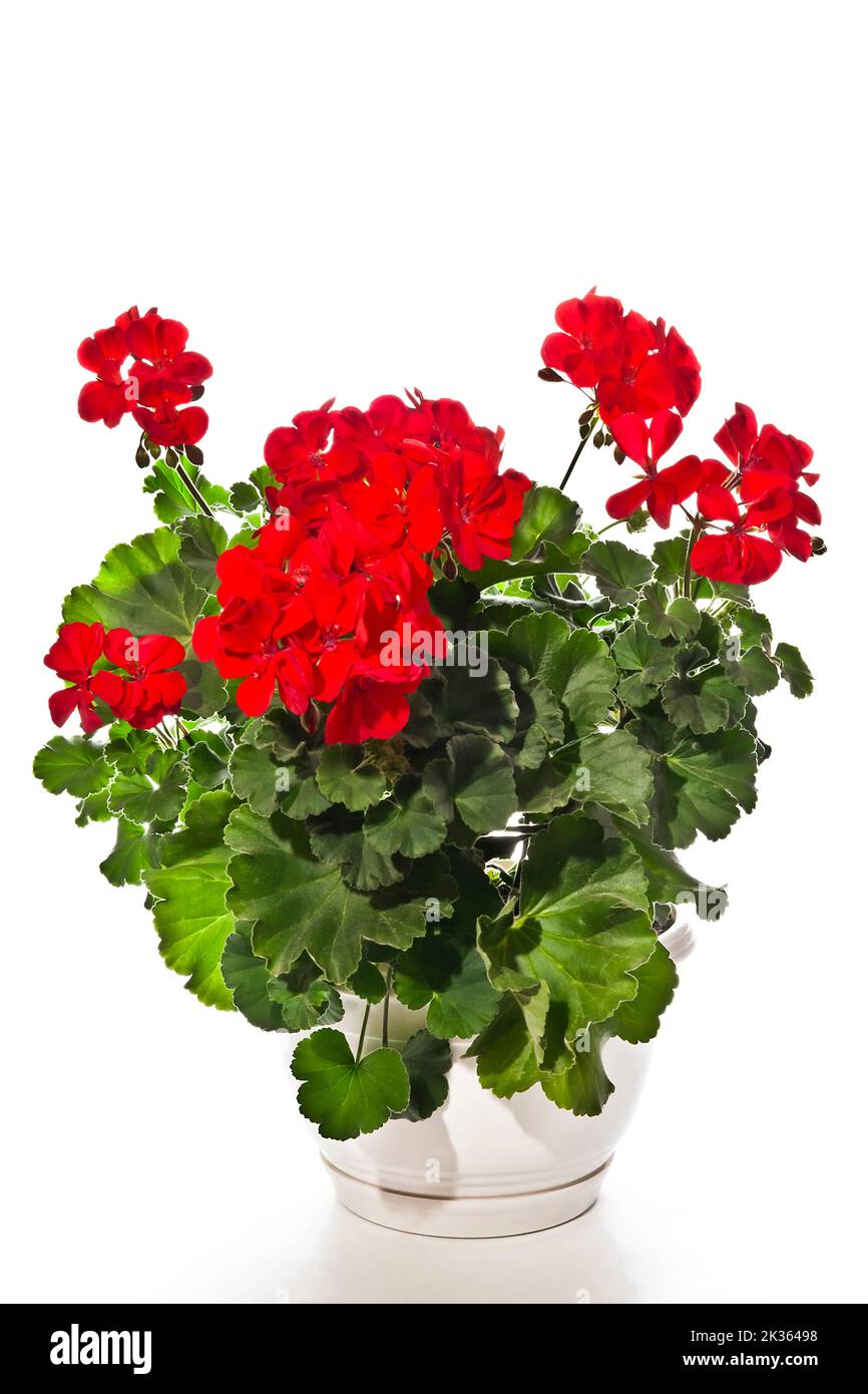 Geranium isolated red hi-res stock photography and images - Alamy