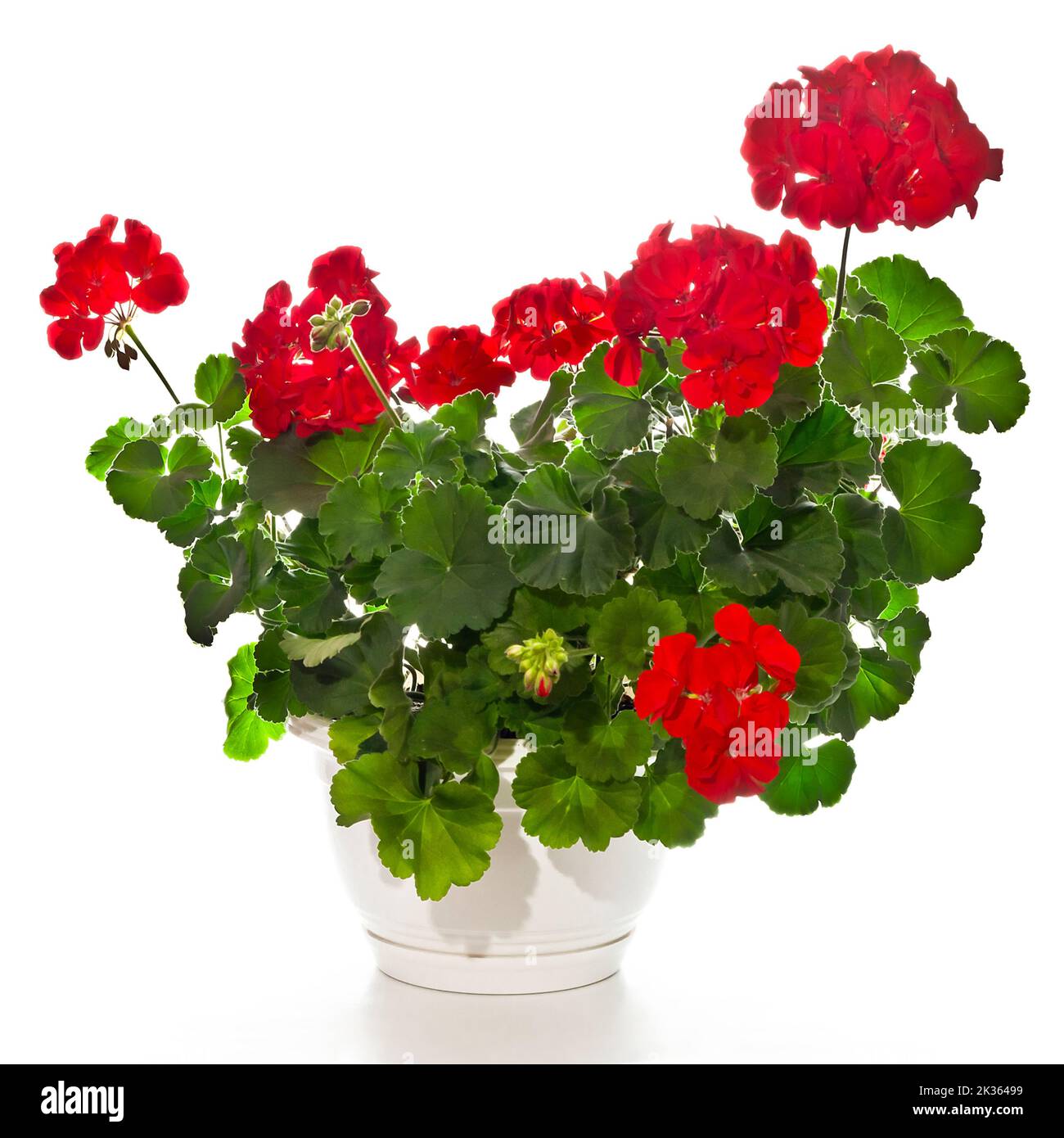 Red geranium in a white pot Stock Photo - Alamy