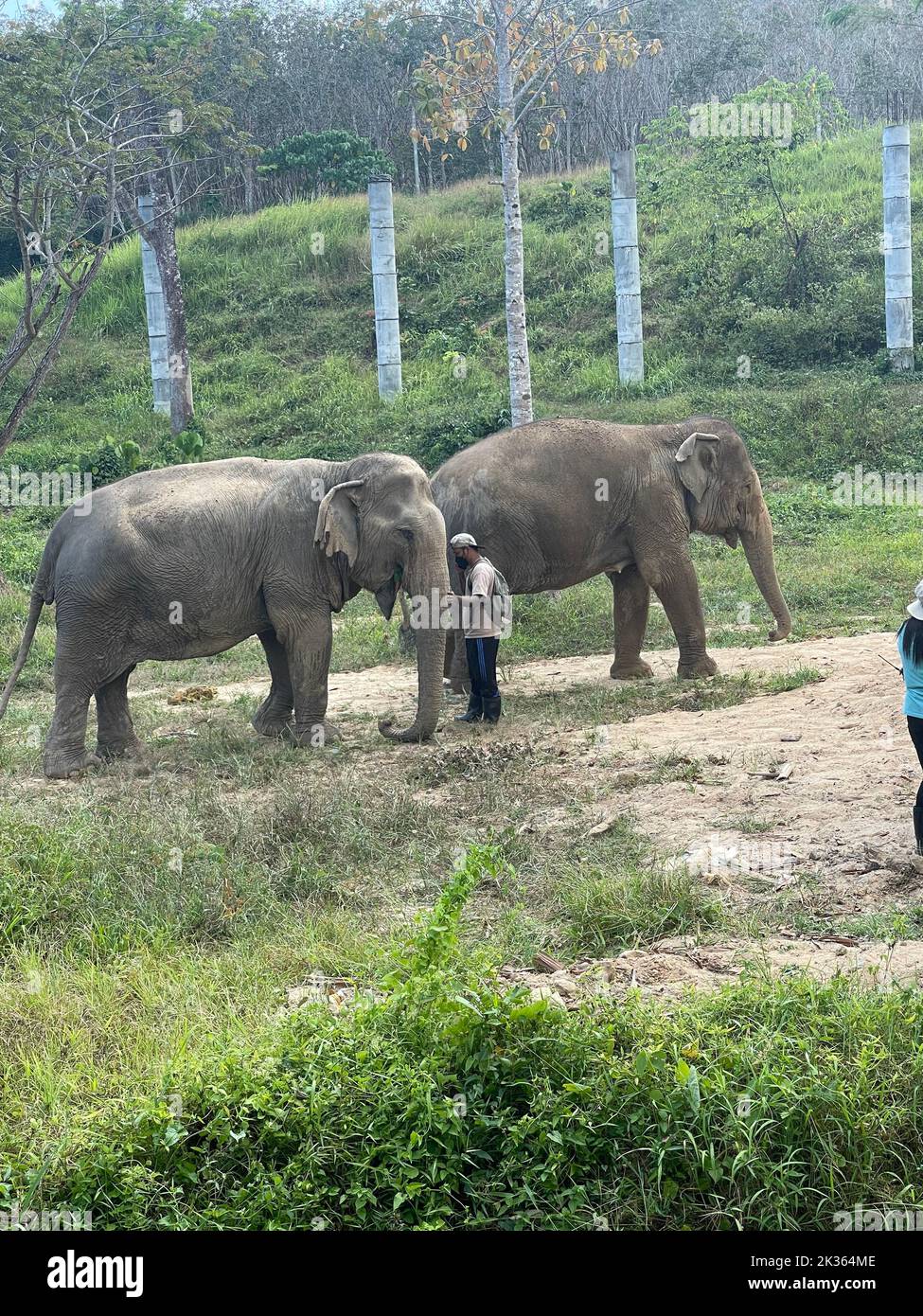 Asian elephants in Thailand Stock Photo - Alamy