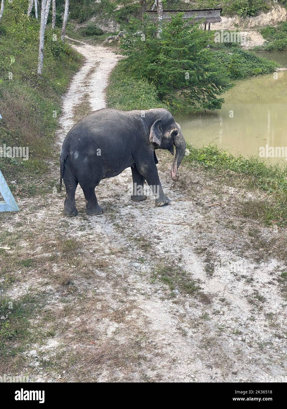 Asian elephants in Thailand Stock Photo - Alamy