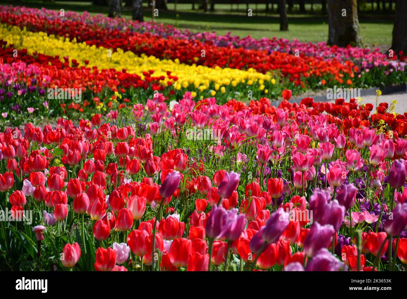 A beautiful shot of colorful garden tulips in a park Stock Photo - Alamy