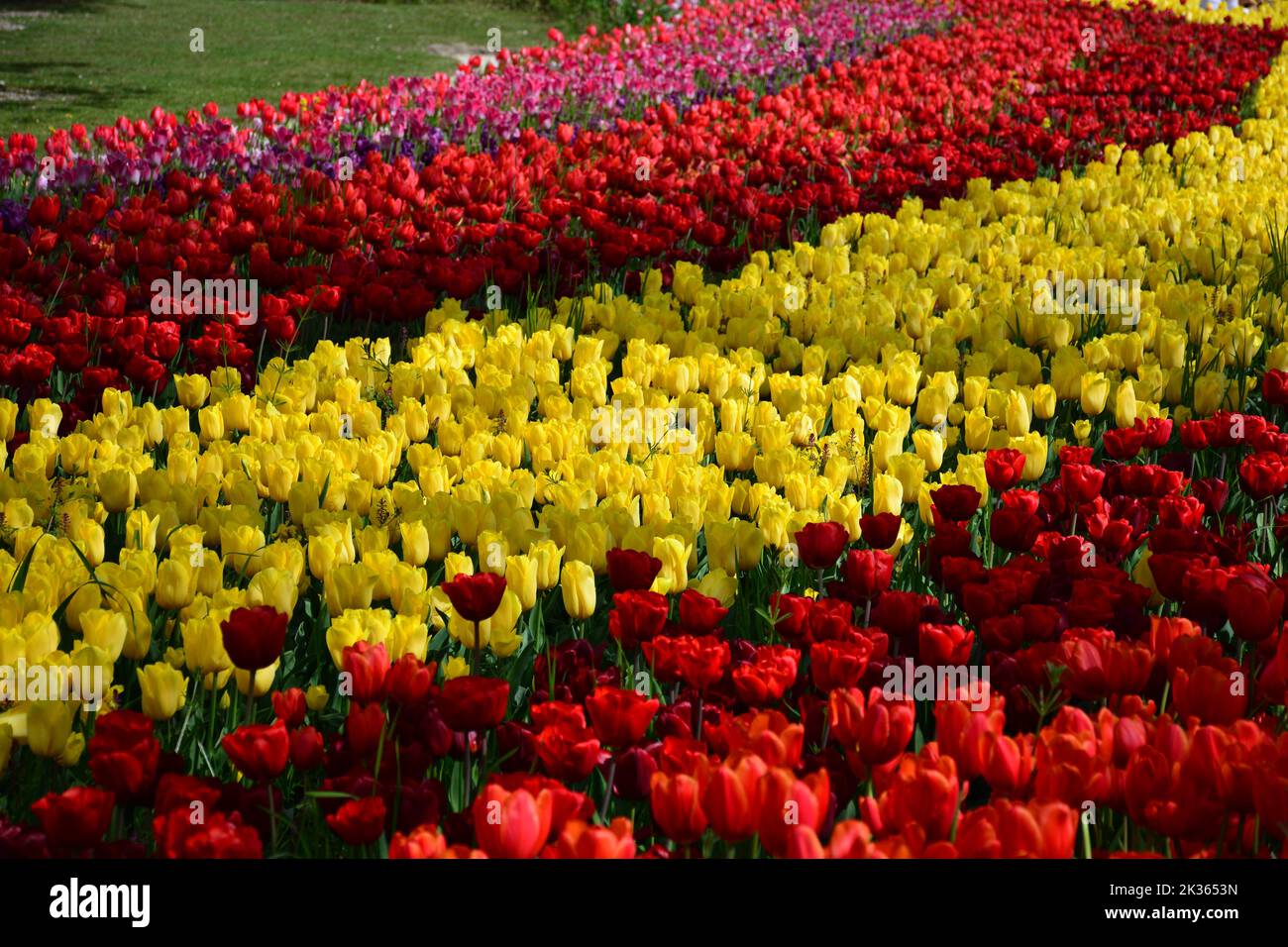 A beautiful shot of colorful garden tulips in a park Stock Photo - Alamy