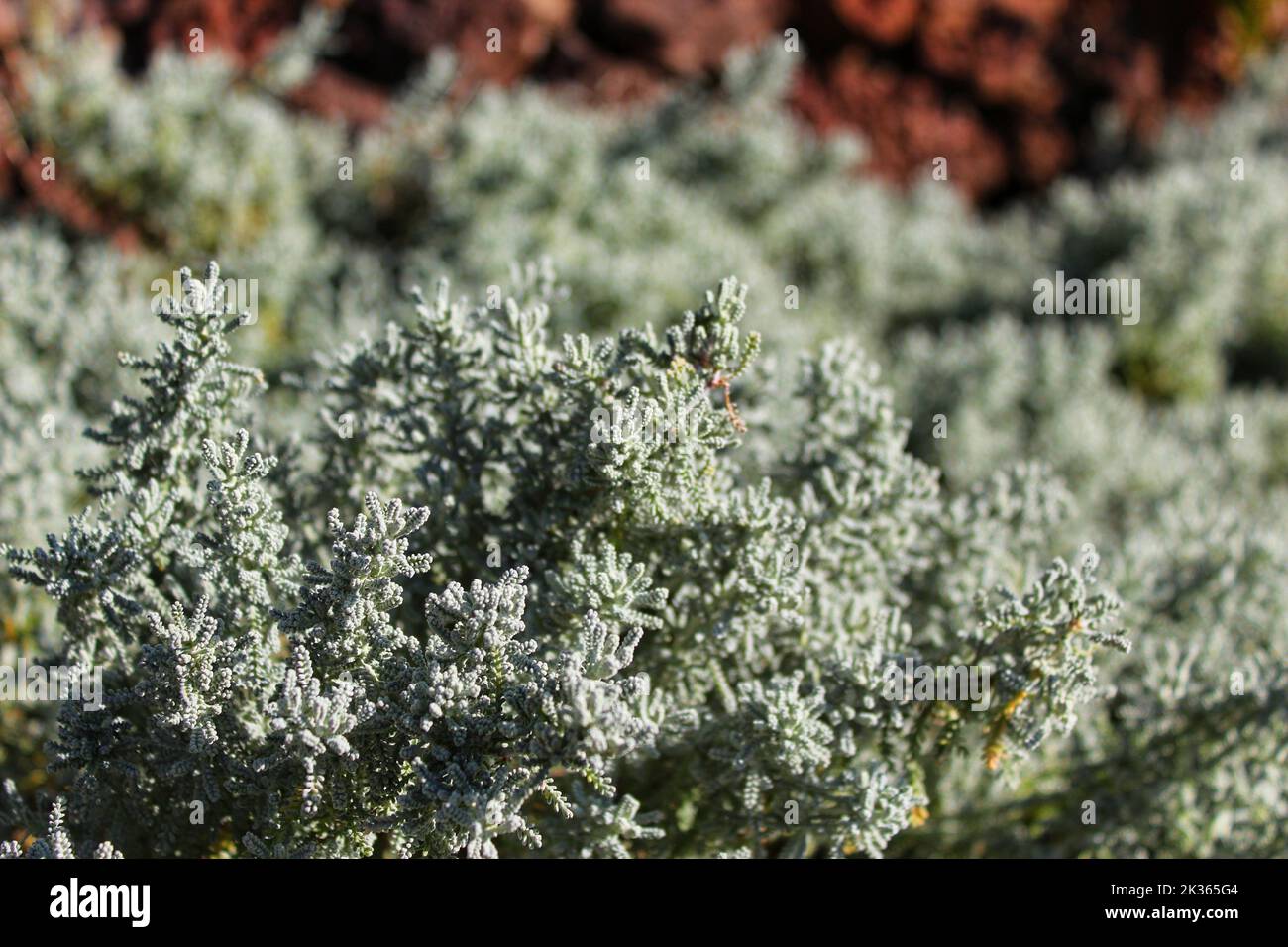 A closeup of Maireana sedifolia (Pearl Bluebush Stock Photo - Alamy