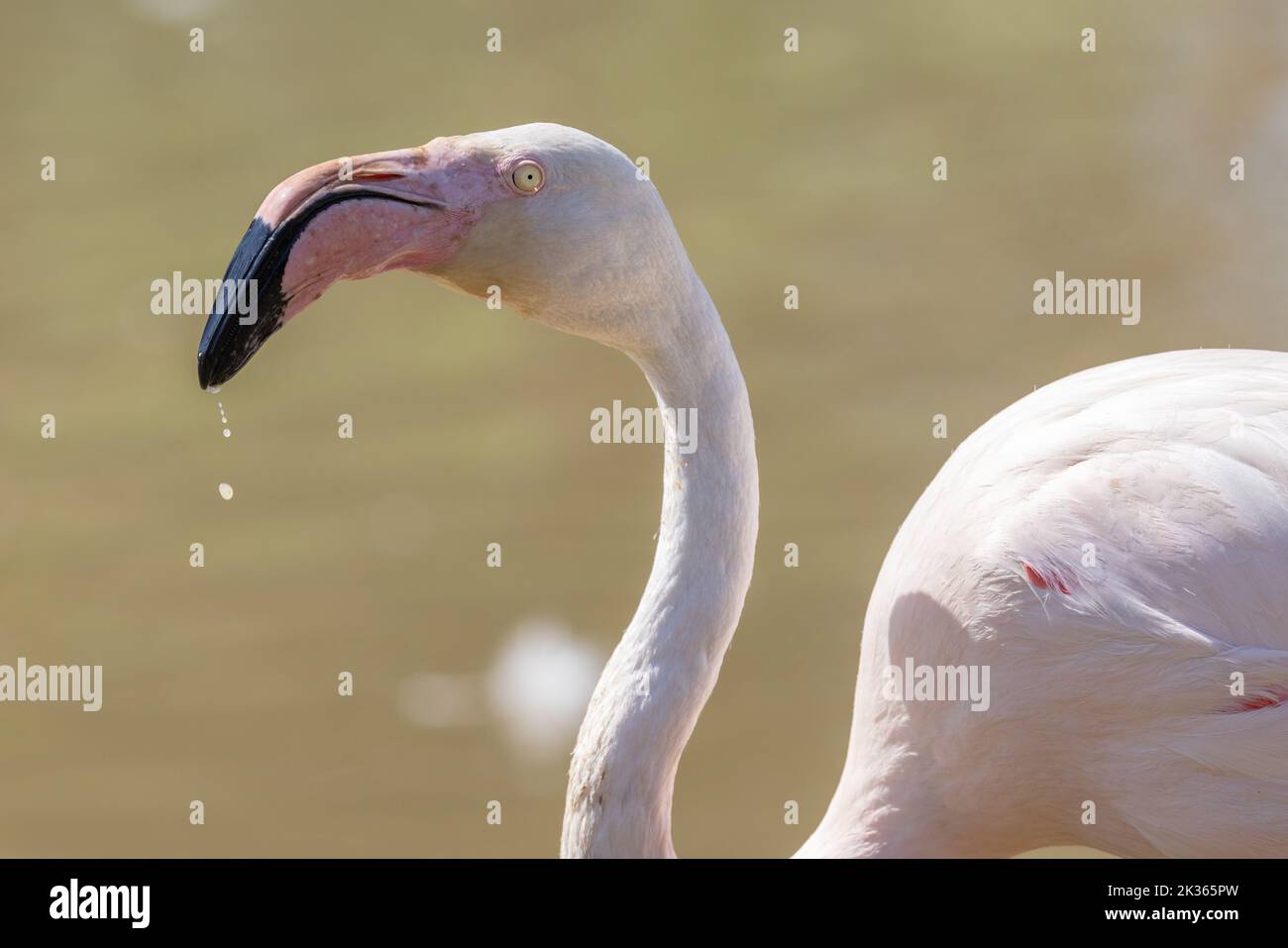 Water dripping from beak hi-res stock photography and images - Alamy