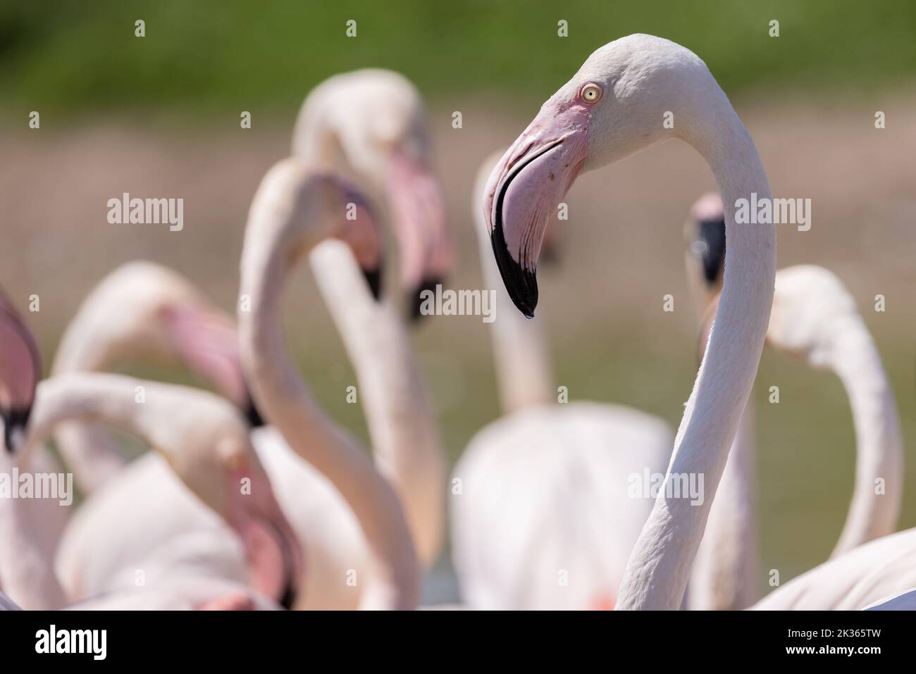 Chilean Flamingo [ Phoenicopterus chilensis ] group with one bird in ...