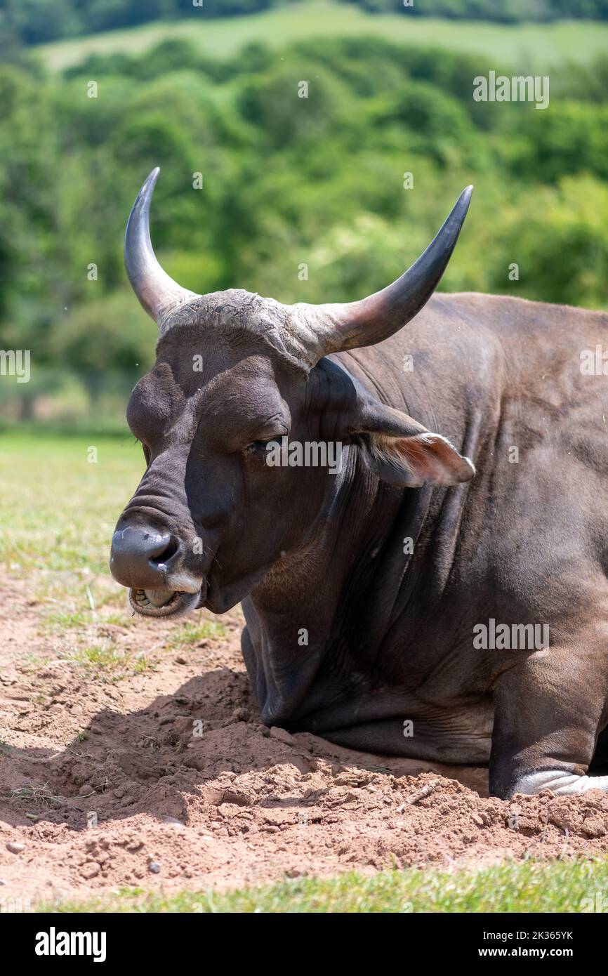 Buffalo sitting down hi-res stock photography and images - Alamy