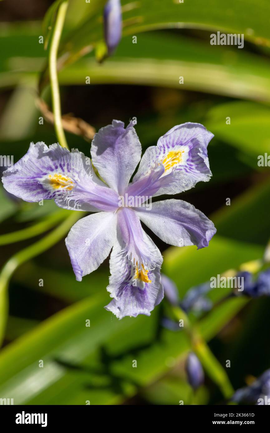 Iris confusa hi-res stock photography and images - Alamy