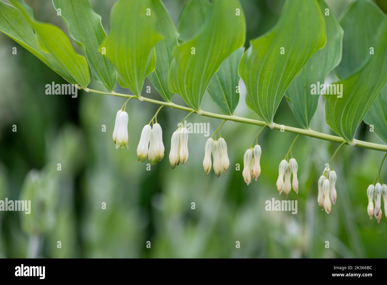 Close up of Solomons seal (polygonatum) flowers in bloom Stock Photo ...