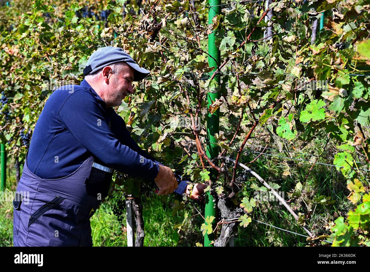 Mature man picking grapes on vine in vineyard Stock Photo - Alamy