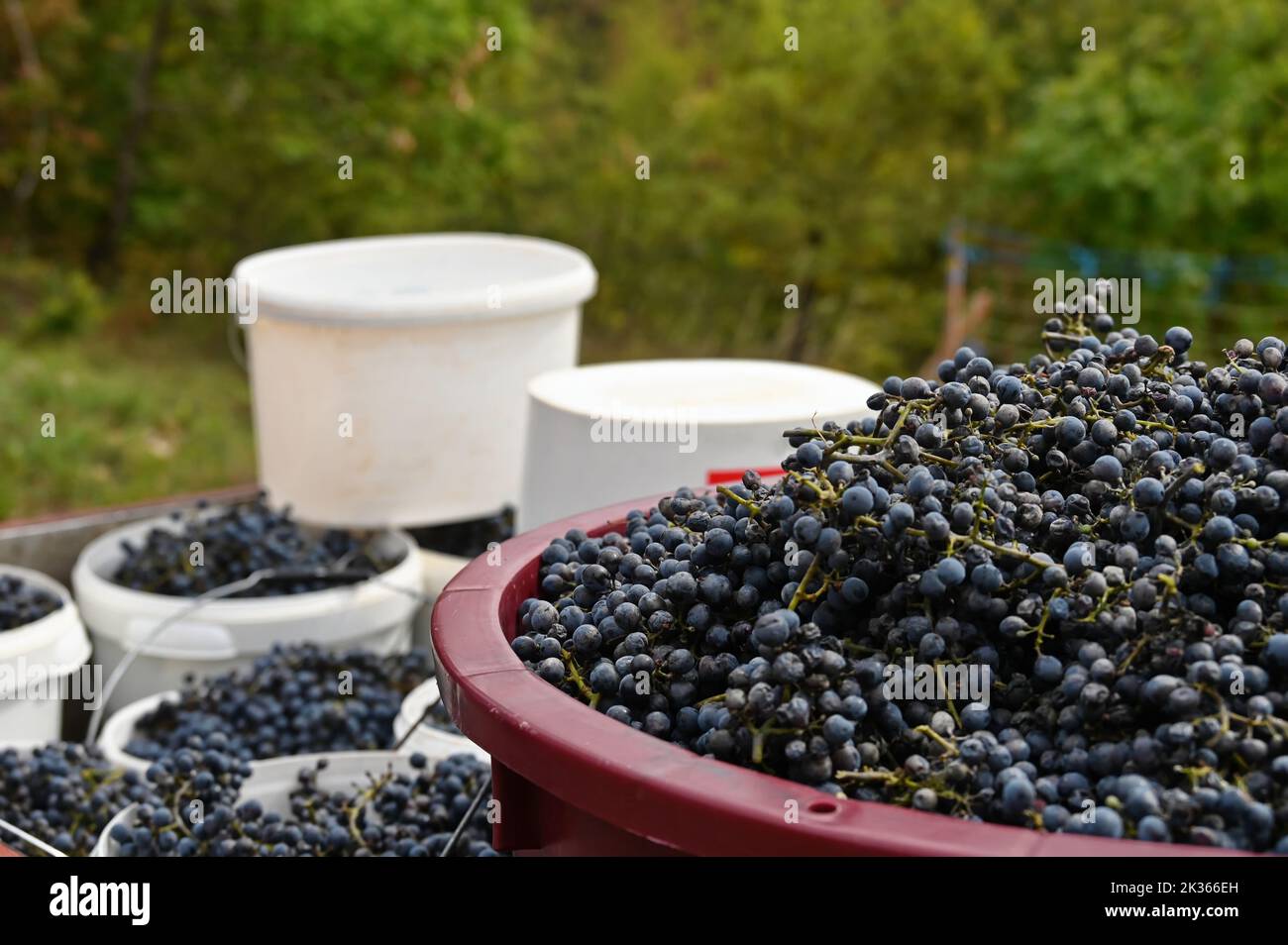 Closeup of buckets full of grapes in vineyard Stock Photo - Alamy