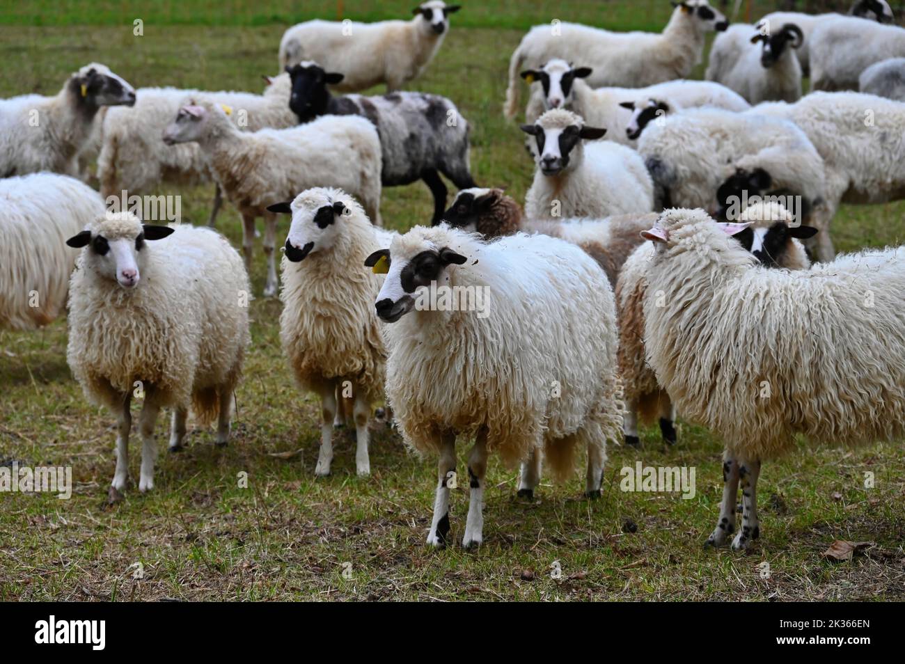 Domestic animals animal themes livestock grazing hi-res stock ...