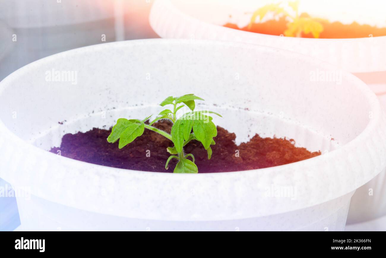 Growing genetically pure products. Non-gmo food. natural product ...