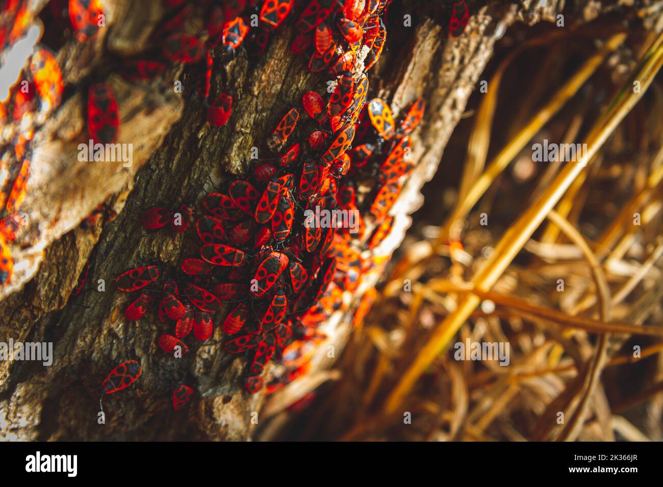 Red bug. Accumulation of soldier bugs. Red beetles in sun. Flock of ...