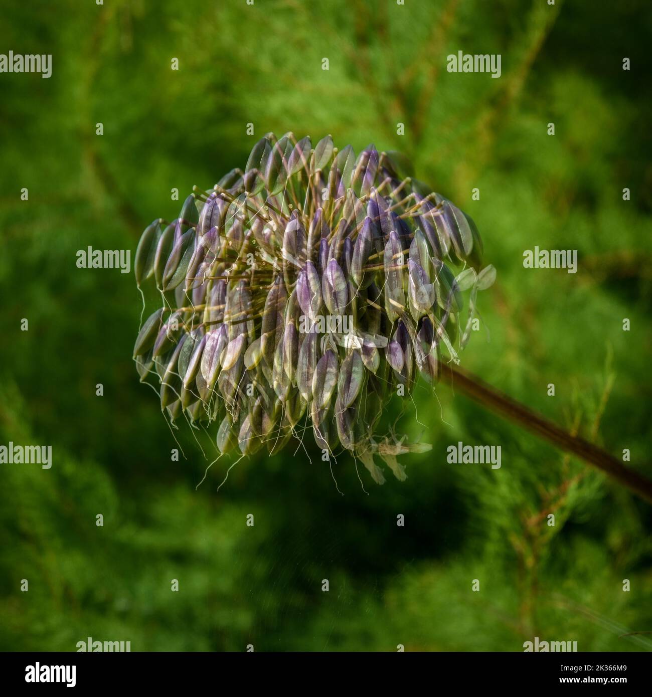 Agapanthus seed hi-res stock photography and images - Alamy