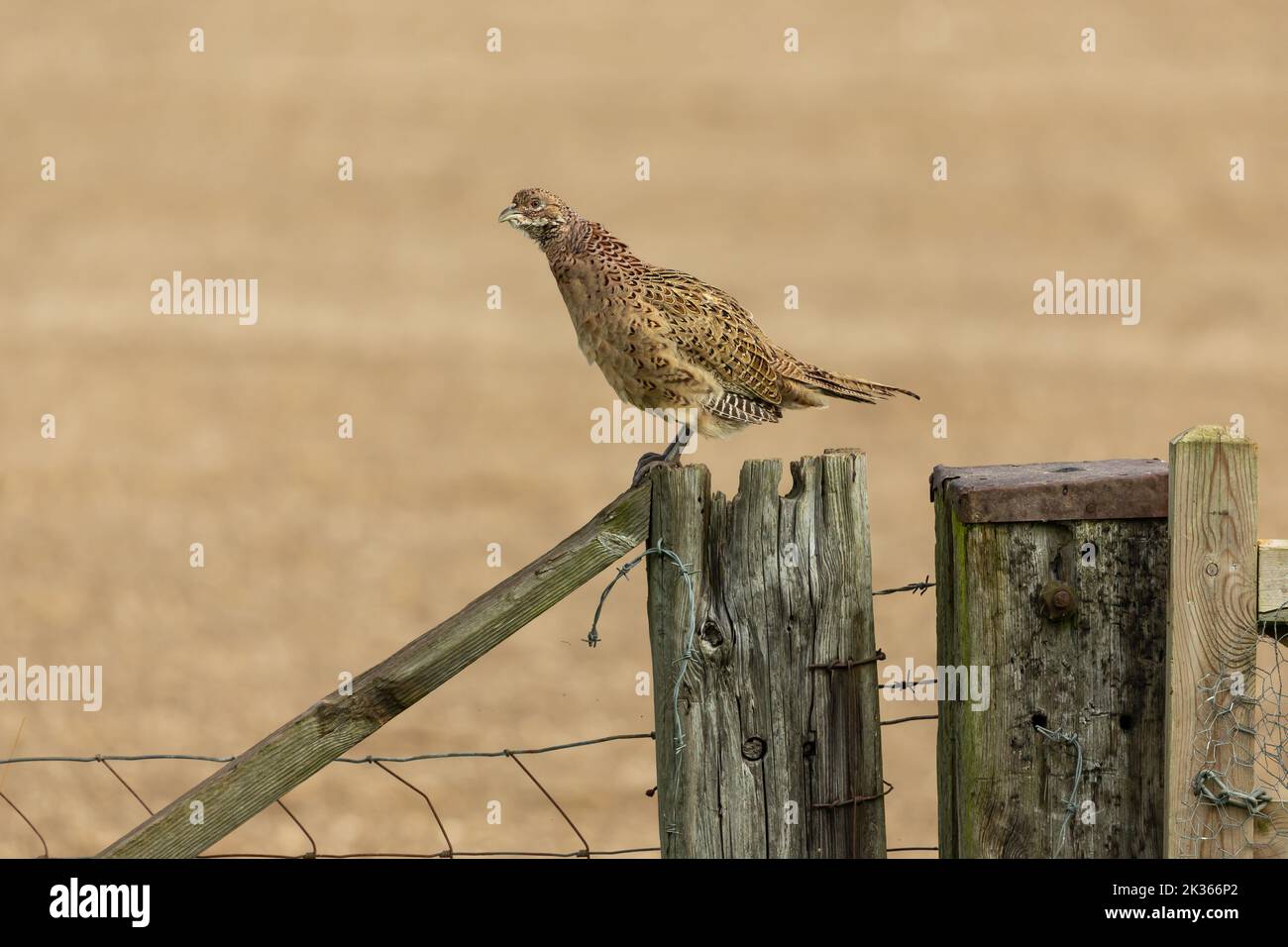 Pheasant fence post hi-res stock photography and images - Alamy
