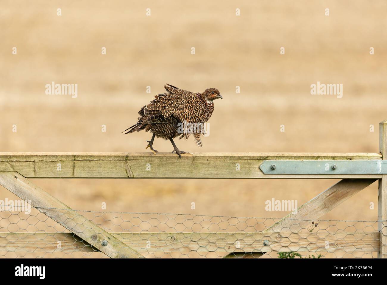 Pheasant, Scientific name: Phasianus colchicus. Young common, or ring ...