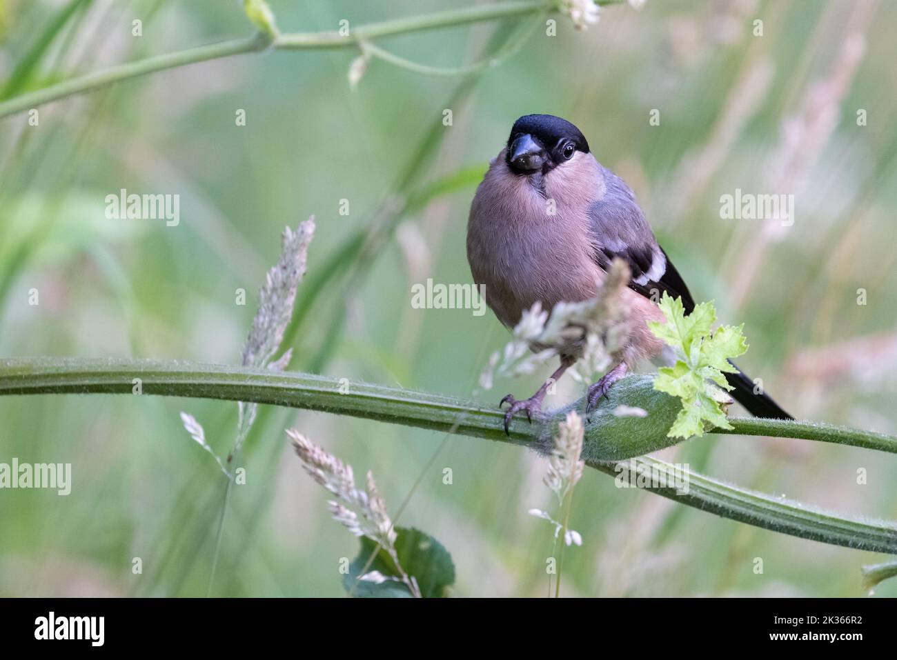 female Bullfinch [ Pyrrhula pyrrhula ] on Cow parsley stem Stock Photo ...