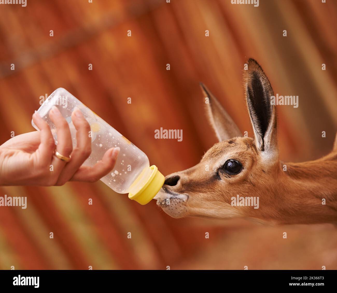 Feeding time. Cropped view of a baby springbok being bottle-fed Stock ...