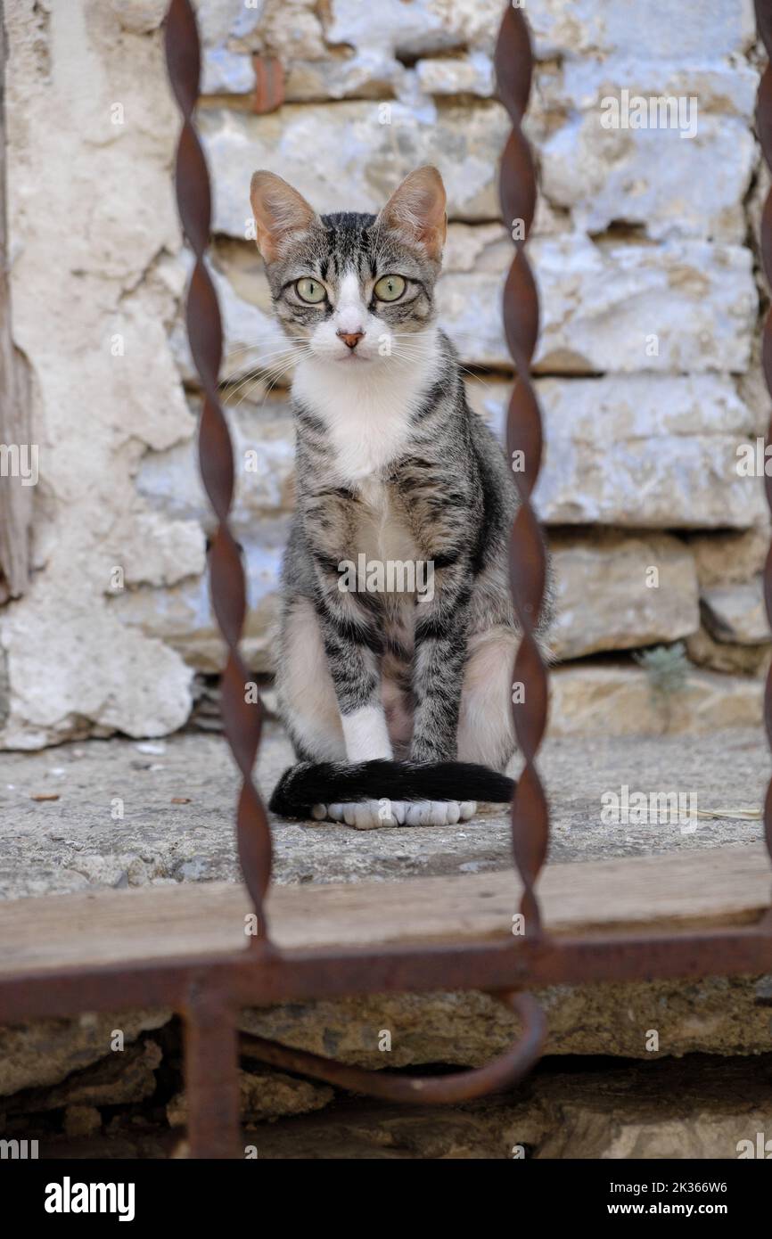 cat in Vicari, Western Sicily, Italy Stock Photo - Alamy