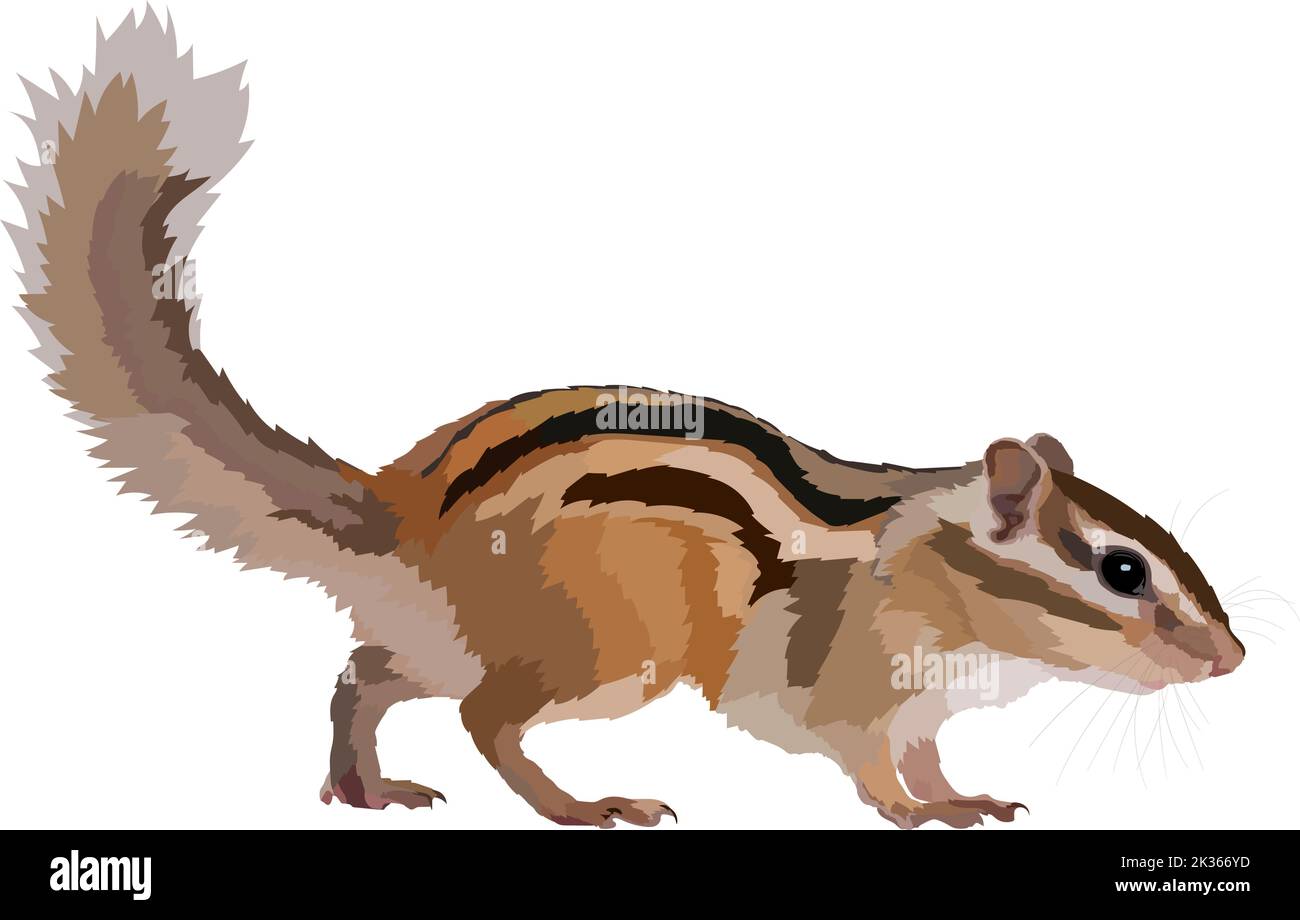 Black chipmunk Stock Vector Images - Alamy