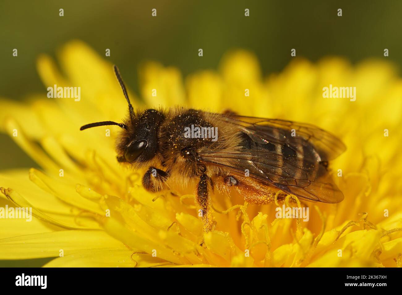 Closeup on a female yellow legged mining bee, Andrena flavipes sitting ...