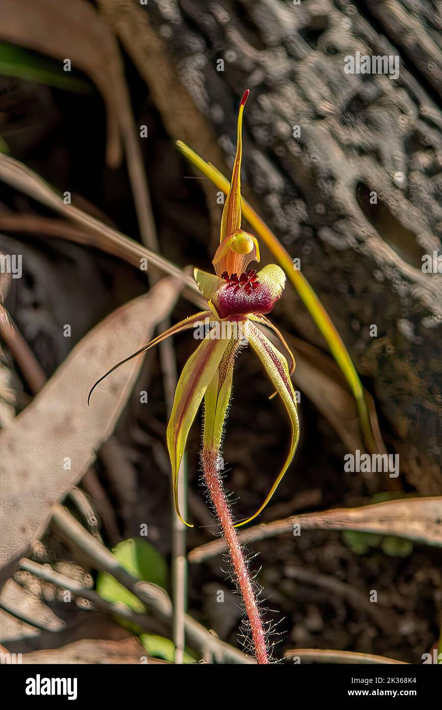 Caladenia clavigera, Plain-lipped Spider Orchid Stock Photo - Alamy