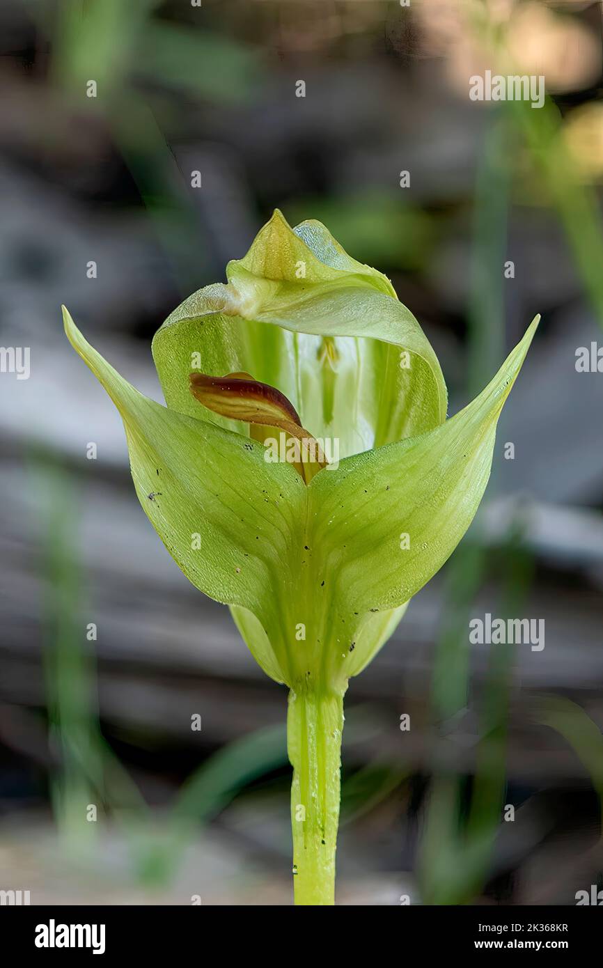 Pterostylis curta, Blunt Greenhood Stock Photo - Alamy