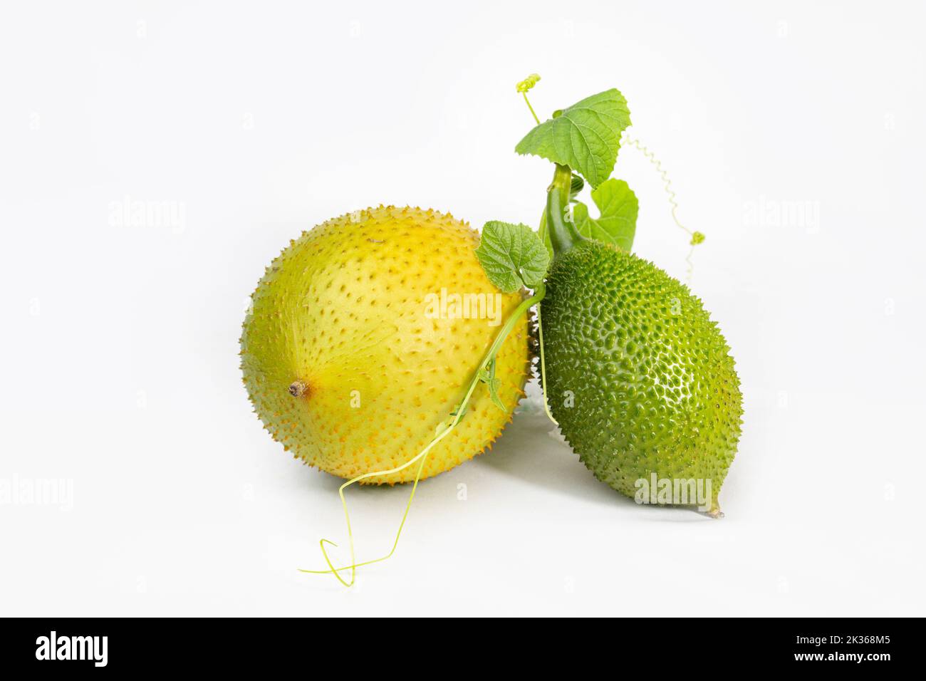 Spiny Bitter Gourd, Sweet Gourd or Cochinchin Gourd on white background ...