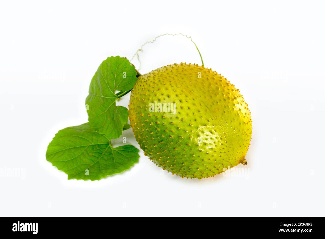 A Spiny Bitter Gourd, Sweet Gourd or Cochinchin Gourd on white ...